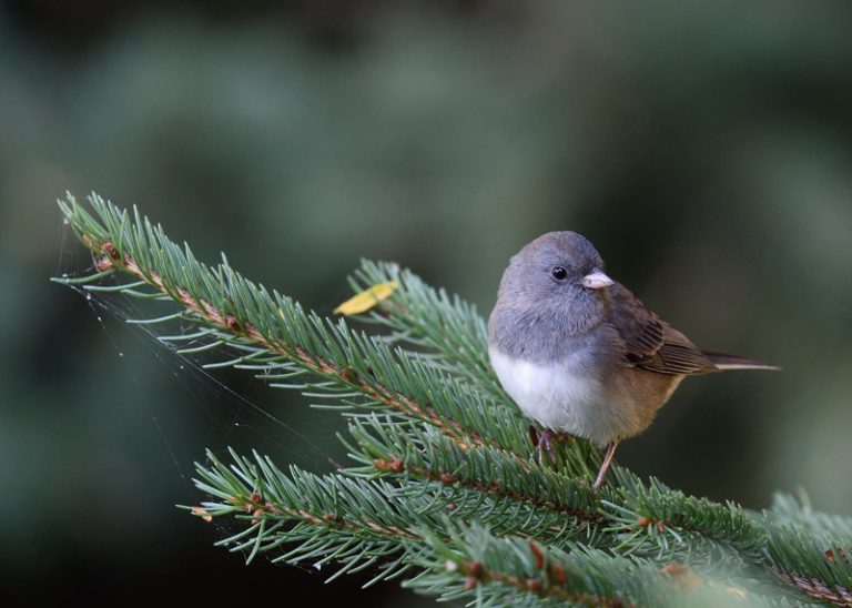 The Bird Identifier - The Bird Identifier