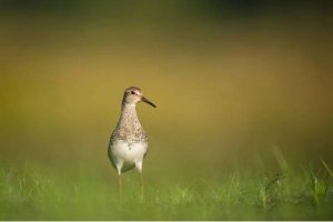 Pectoral Sandpiper - The Bird Identifier