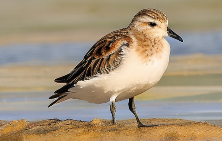 About - The Bird Identifier