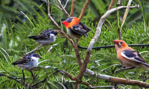 What Is The Advantage Of Each Bird Species Having A Different Niche ...