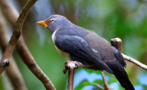 What Is The National Bird Of China - The Bird Identifier