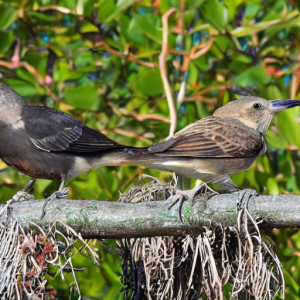 What Is The National Bird Of The Bahamas - The Bird Identifier