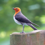 What Kind Of Bird Is Nigel From Rio - The Bird Identifier