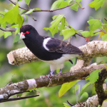 What Is The National Bird Of Japan - The Bird Identifier