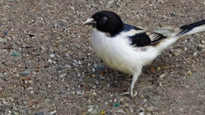 What Is The National Bird Of Italy - The Bird Identifier